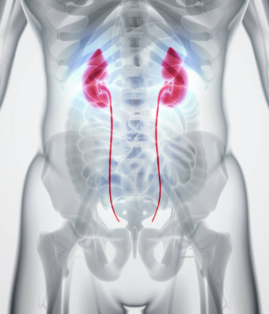 3D illustration of Urinary System, medical concept. | Heart and Health ...