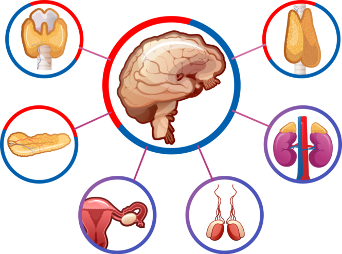 Endocrinology Specialists | Heart and Health Medical Endocrinology Specialists | Heart and Health Medical